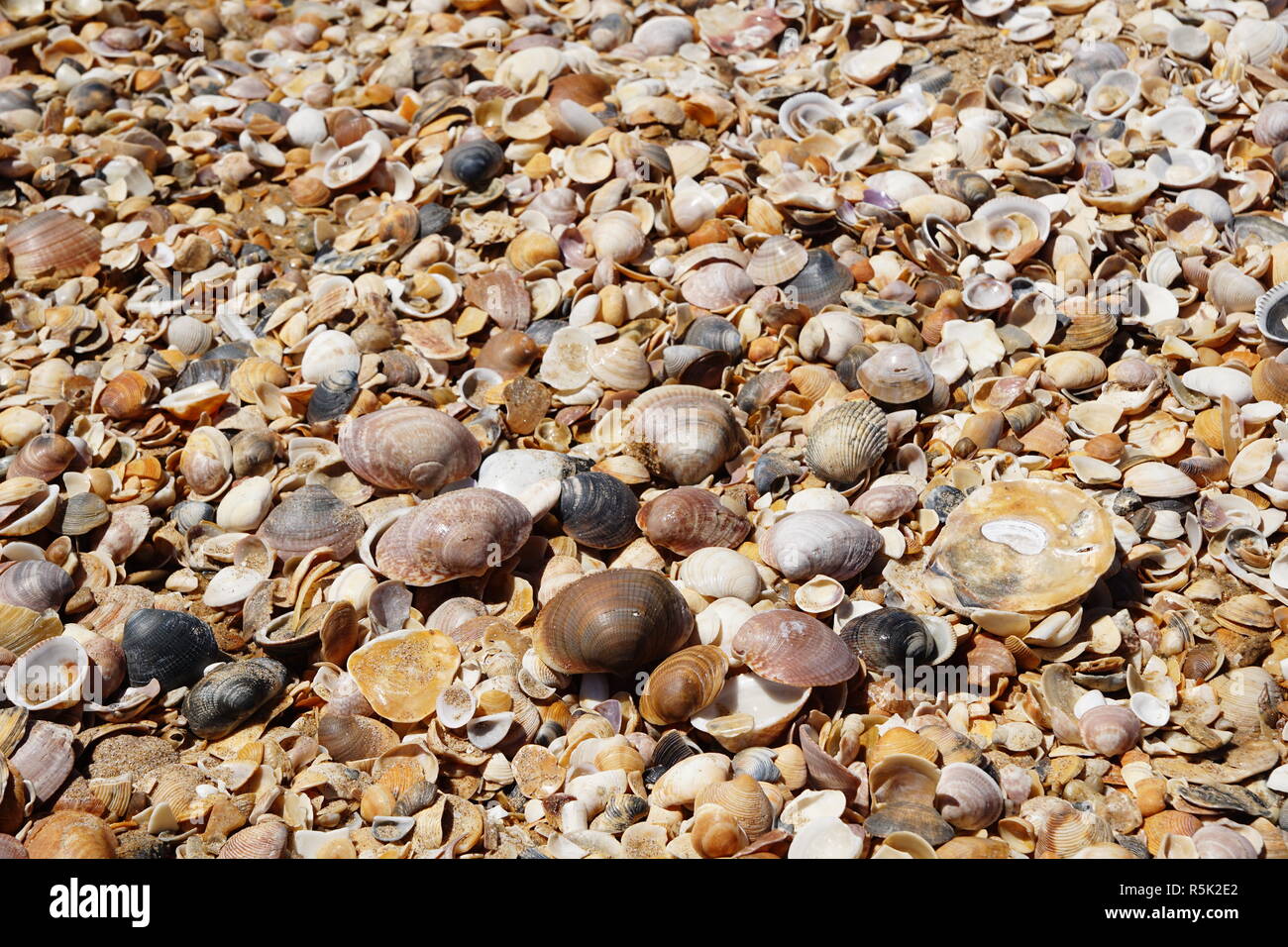 Seeing shells hi-res stock photography and images - Alamy