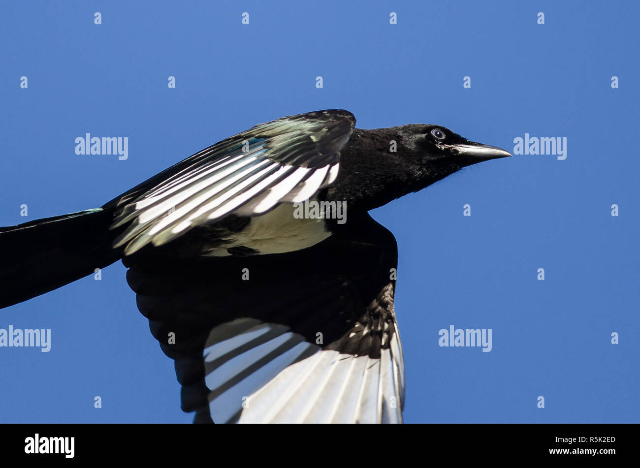 Black-Billed Magpie Flying in a Blue Sky Stock Photo - Alamy