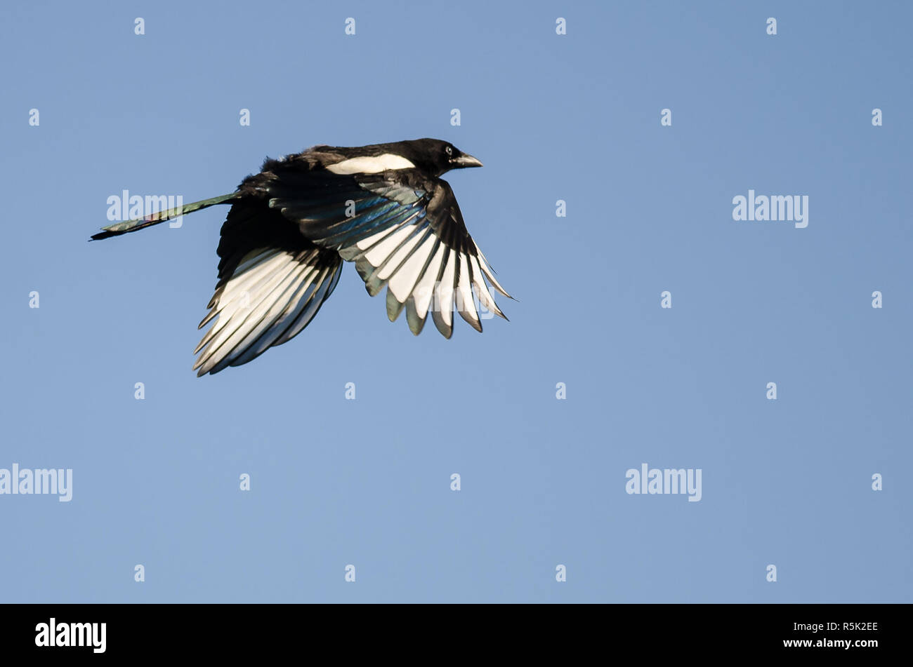 Blue magpie jay hi-res stock photography and images - Alamy