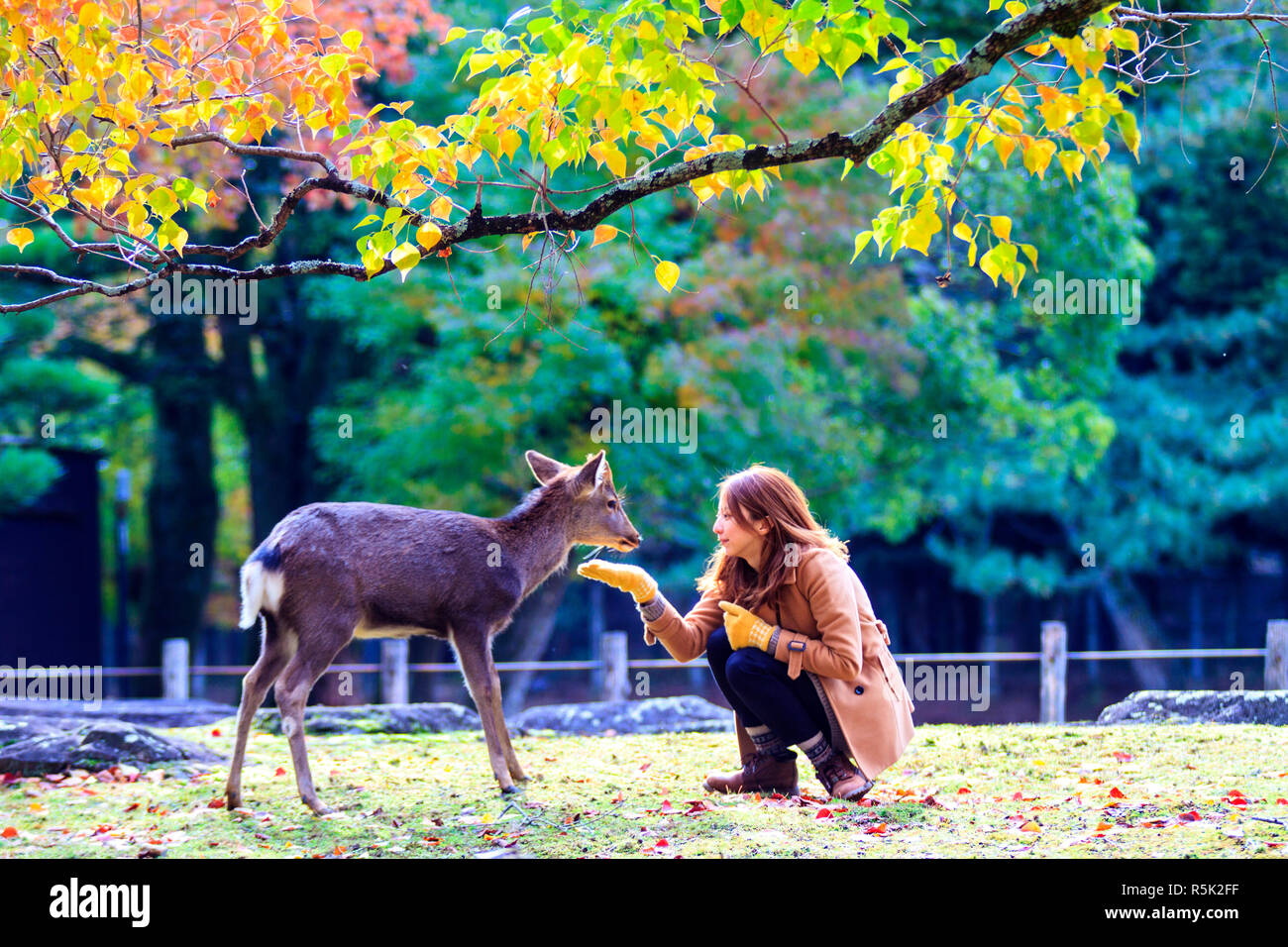 fall season with beautiful maple color at Nara Park, Japan Stock Photo ...