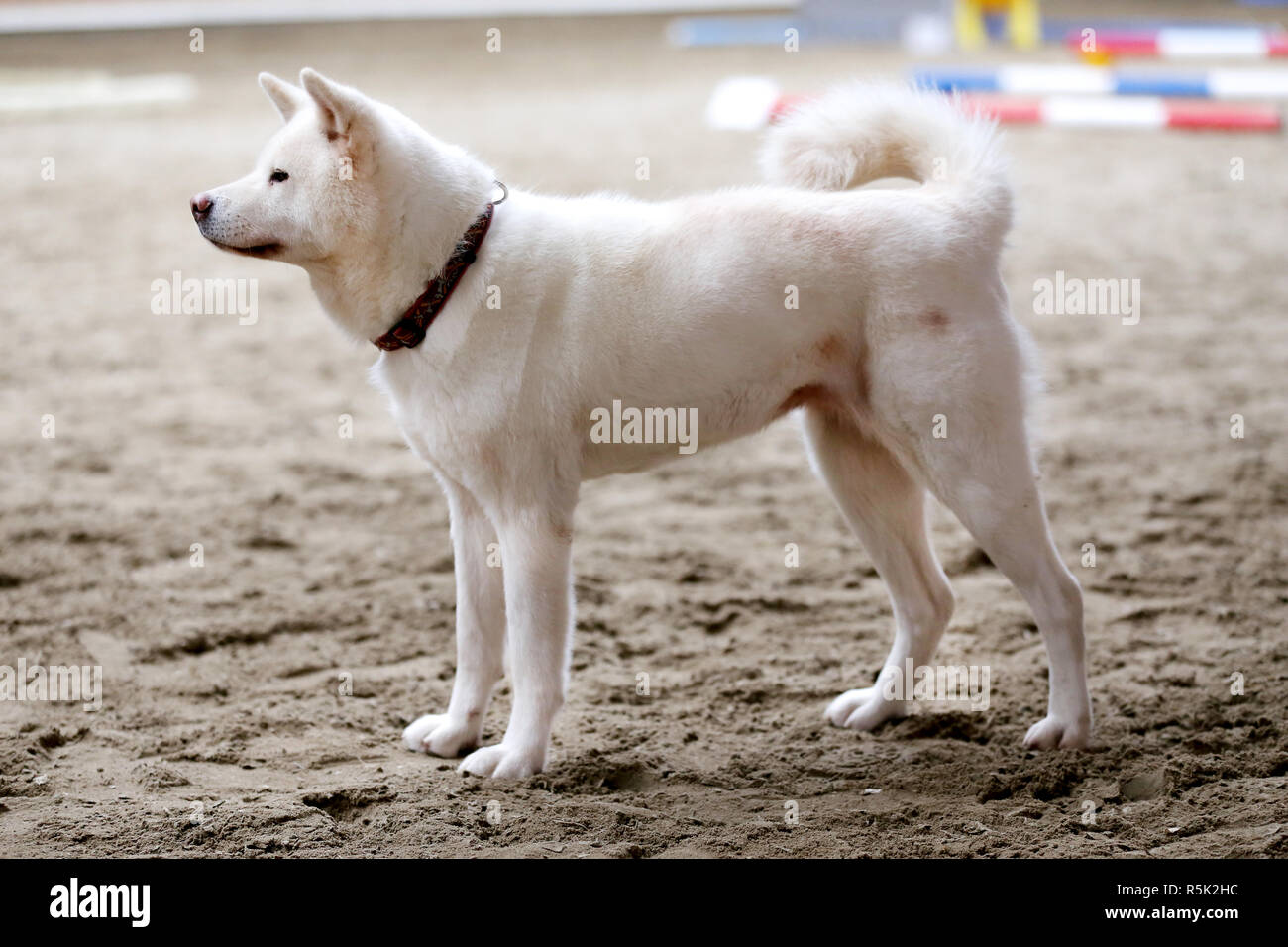 Akita Inu Doge