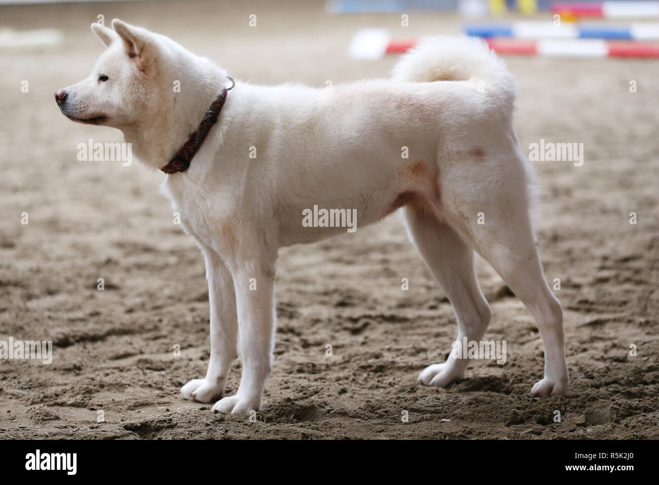 Closeup of a young purebred japanese akita inu dog Stock Photo - Alamy