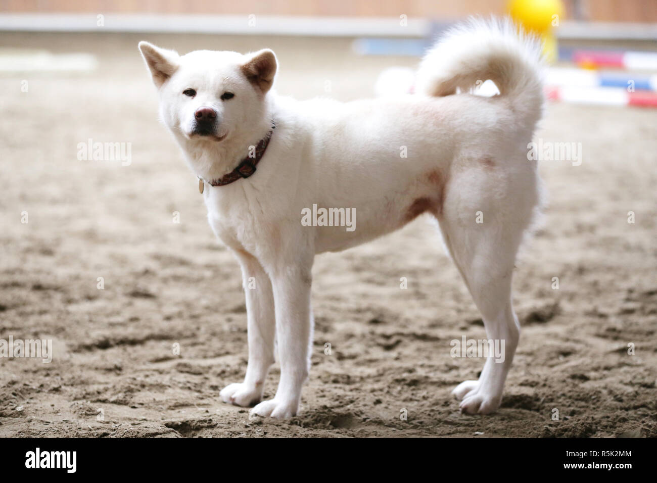 Japanese Wolf Dog High Resolution Stock Photography and Images - Alamy