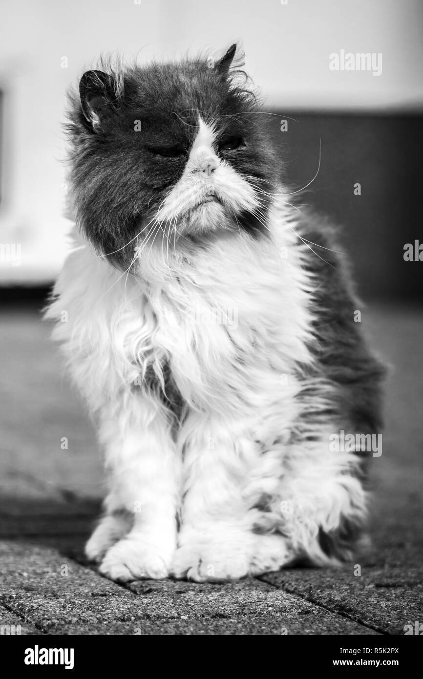 Dirty fur Black and White Stock Photos & Images - Alamy