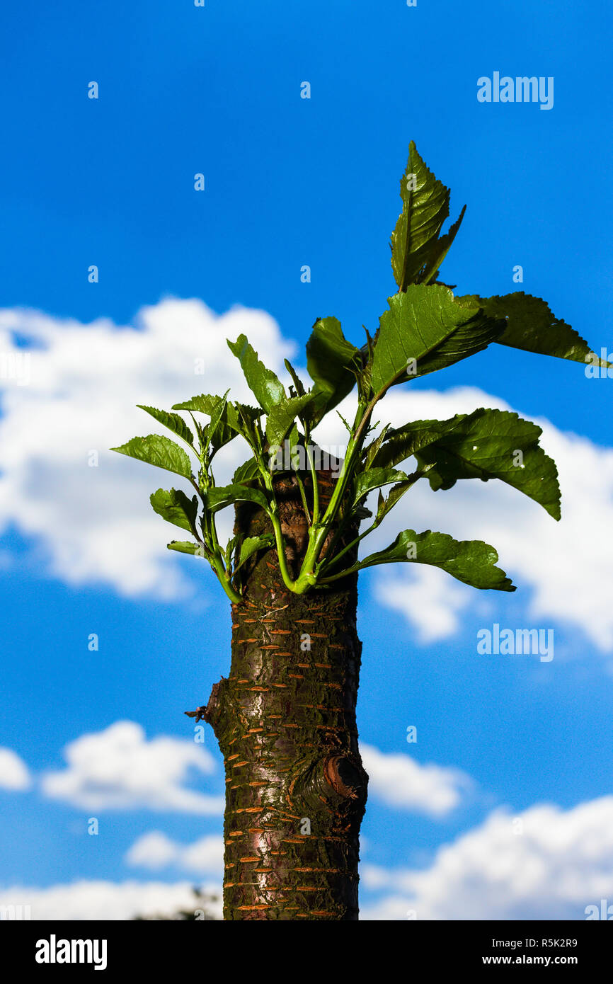 Revived cherry tree Stock Photo - Alamy