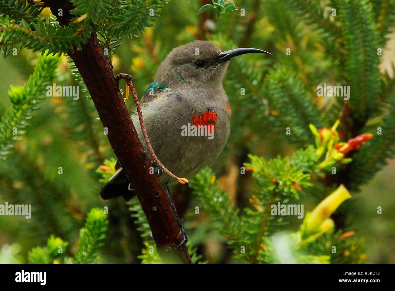 Sunbird flight hi-res stock photography and images - Alamy