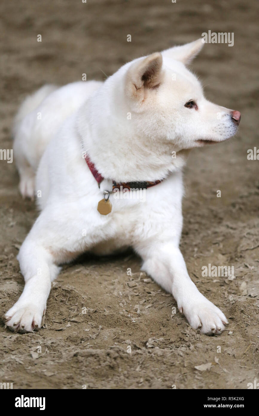 Head portrait of a young japanese adult akita inu dog Stock Photo - Alamy