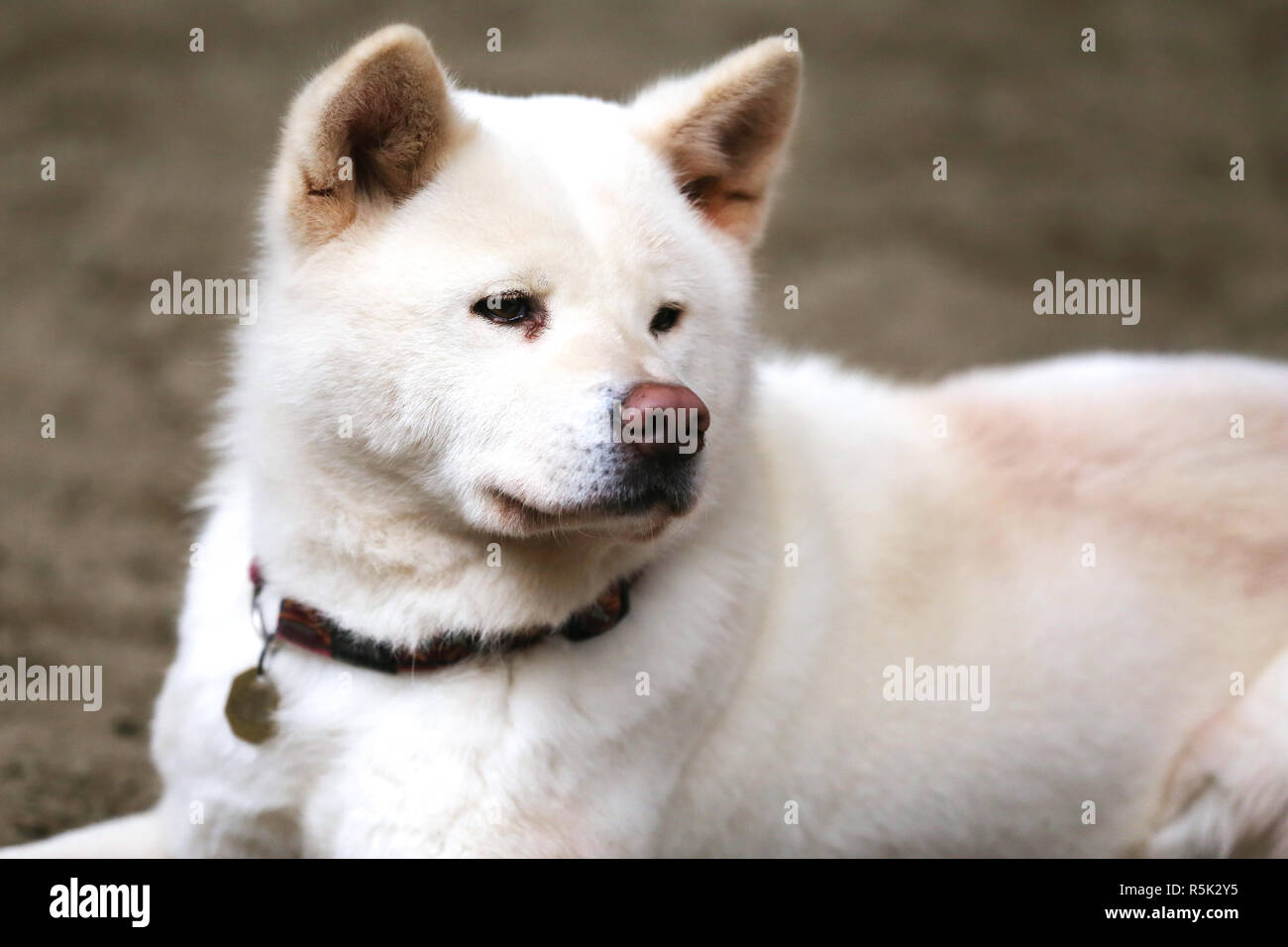 Head portrait of a young japanese adult akita inu dog Stock Photo - Alamy