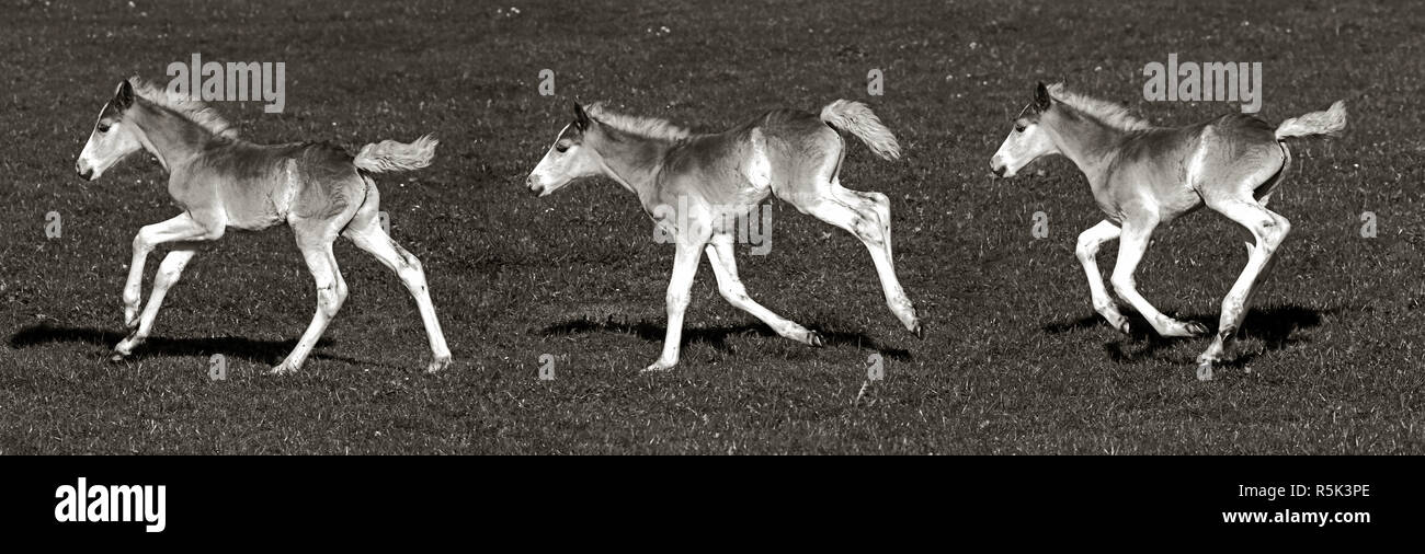 galloping haflinger foal in black and white. panorama of three ...
