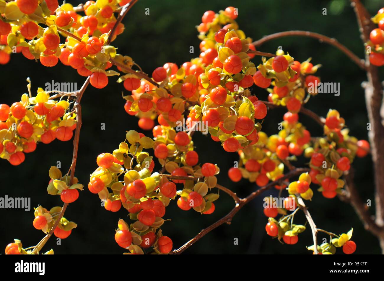 Baumwa rger hi-res stock photography and images - Alamy