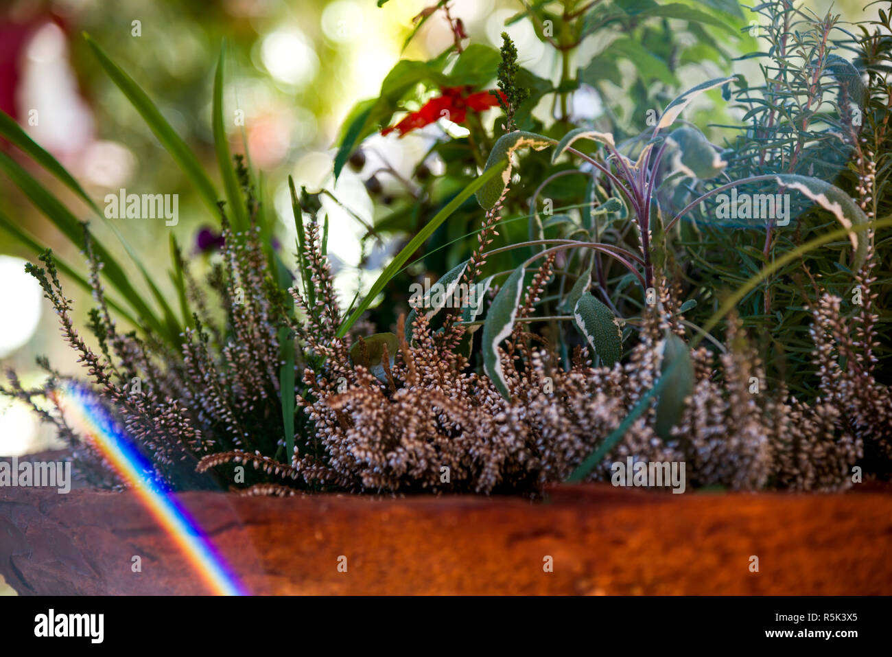 Fairy castle cactus hi-res stock photography and images - Alamy