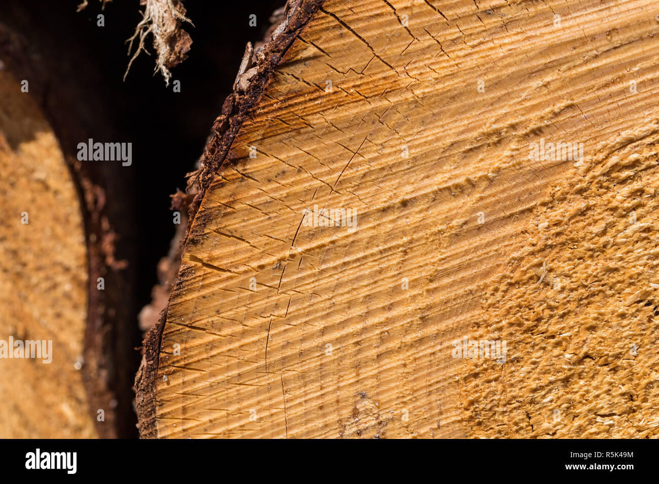 Cut teak logs hi-res stock photography and images - Alamy
