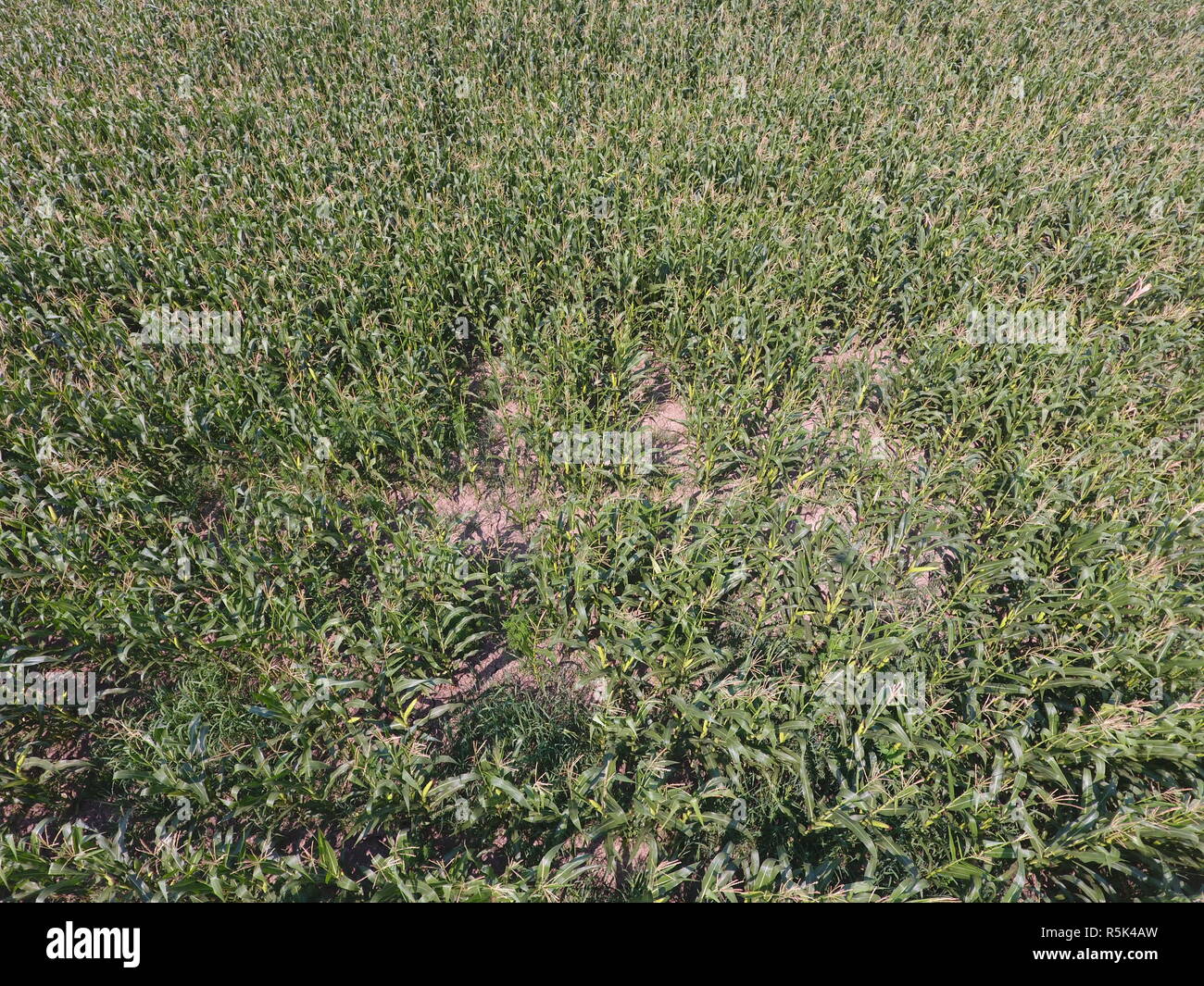 Field of corn. Green corn blooms on the field. Period of growth and ...
