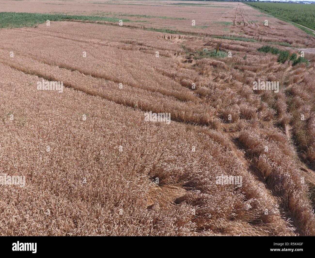 field of wheat, a top view Stock Photo - Alamy