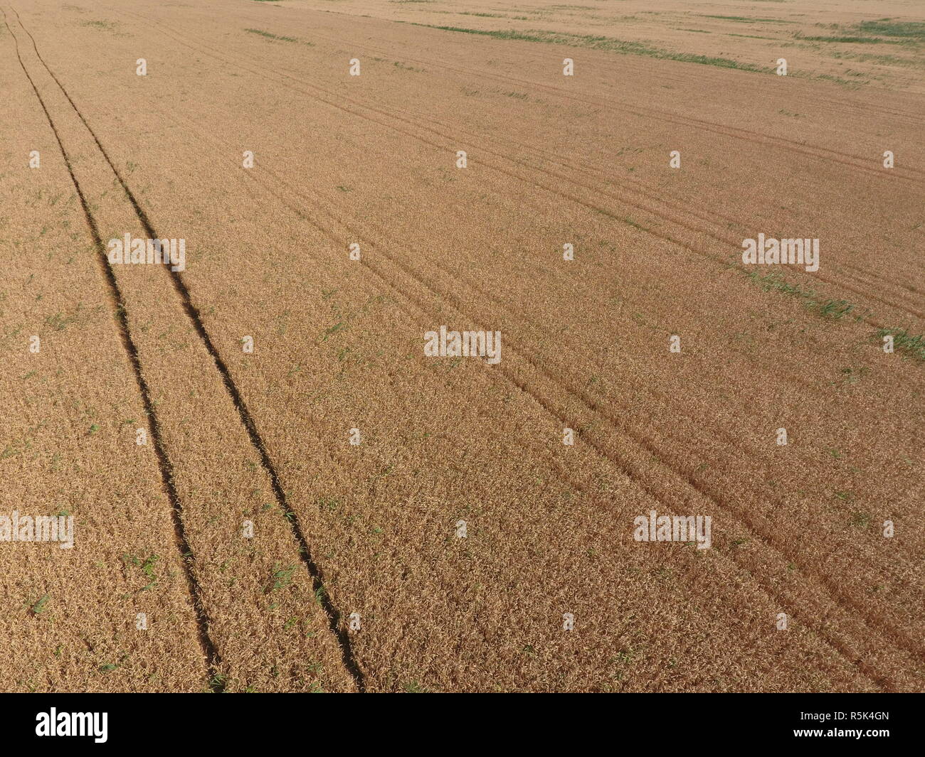 field of wheat, a top view Stock Photo - Alamy