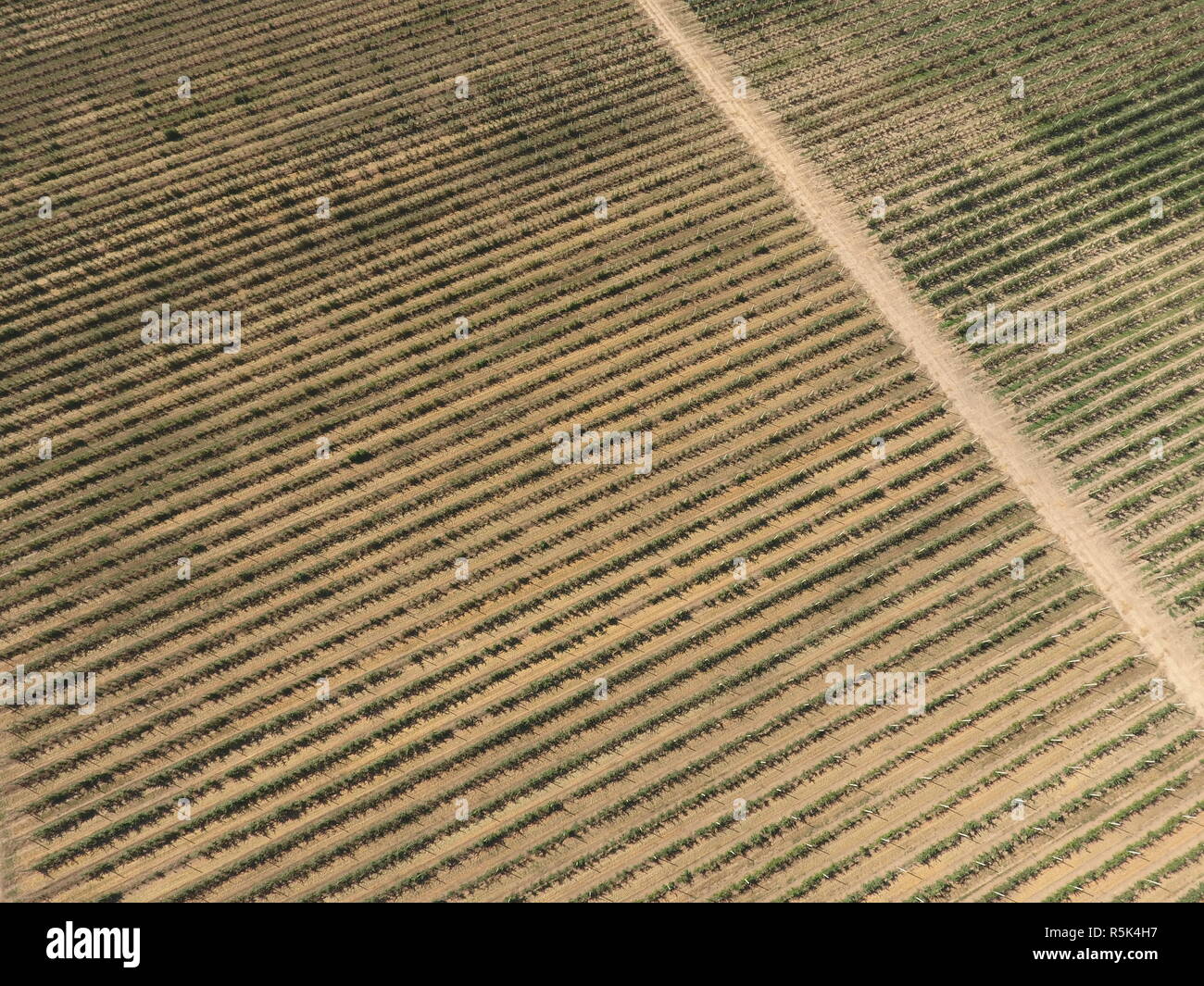 Top view of the garden of dwarf apple trees Stock Photo - Alamy