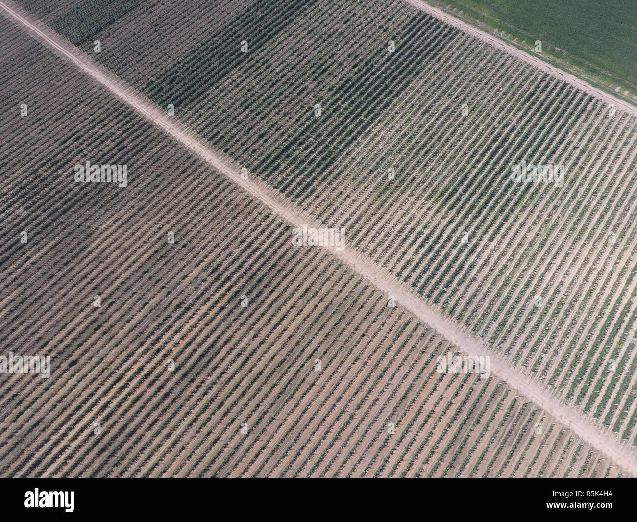 Top view of the garden of dwarf apple trees Stock Photo - Alamy