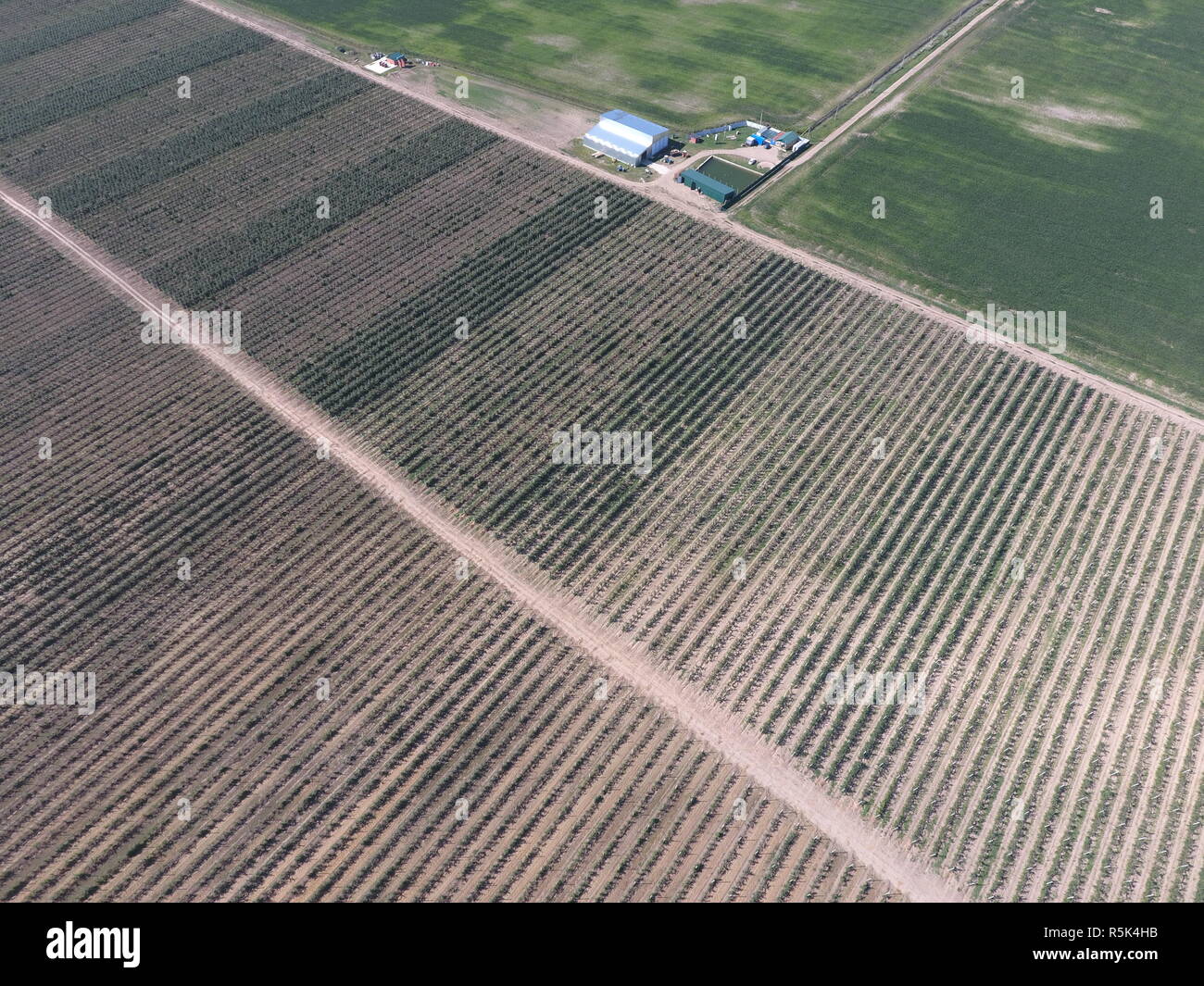 Top view of the garden of dwarf apple trees Stock Photo - Alamy