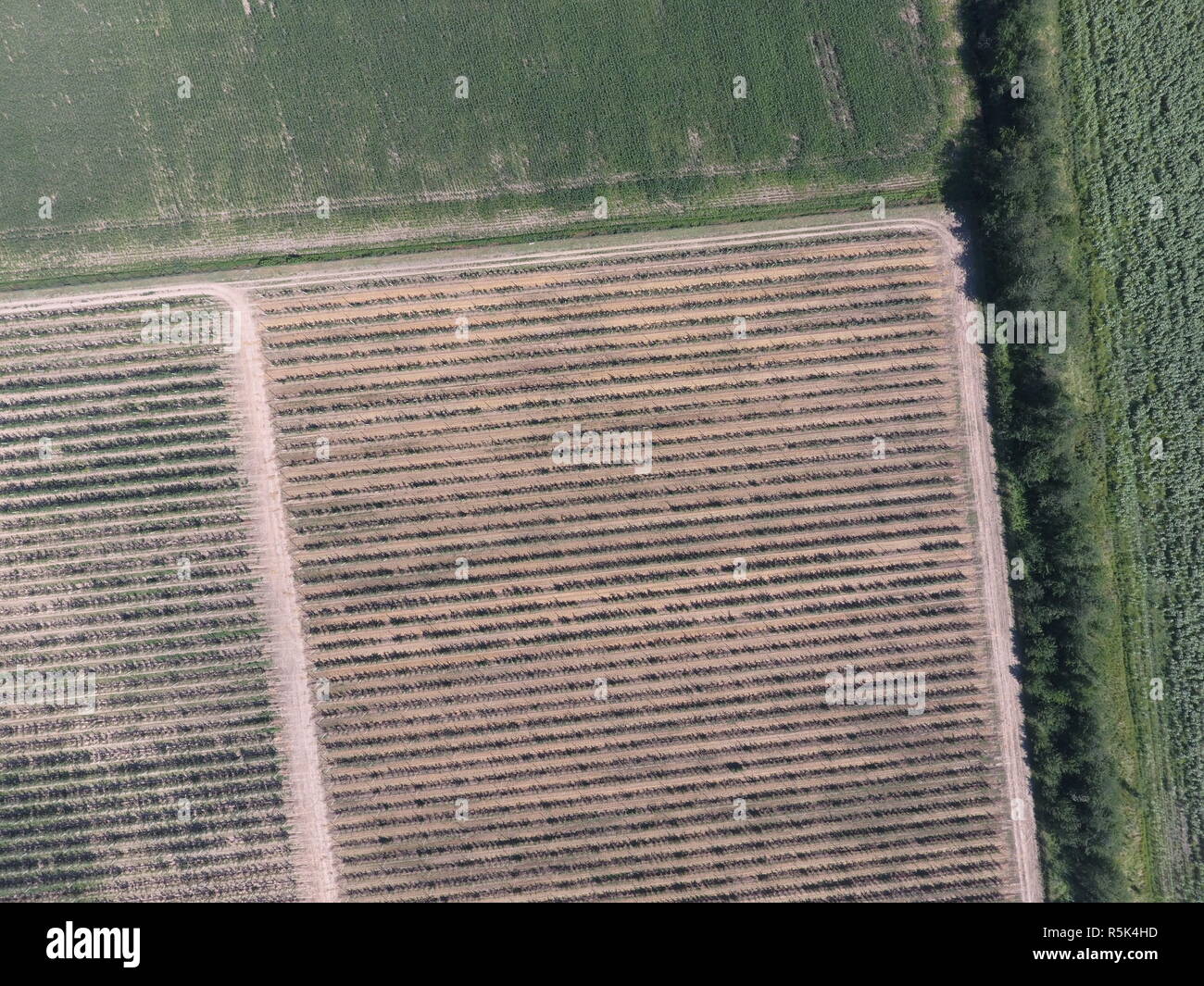 Top view of the garden of dwarf apple trees Stock Photo - Alamy