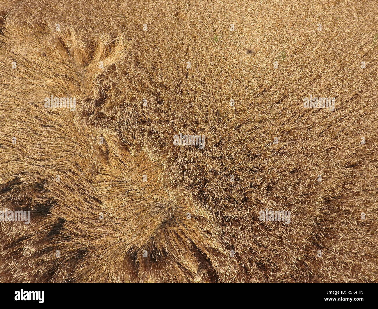 field of wheat, a top view Stock Photo - Alamy