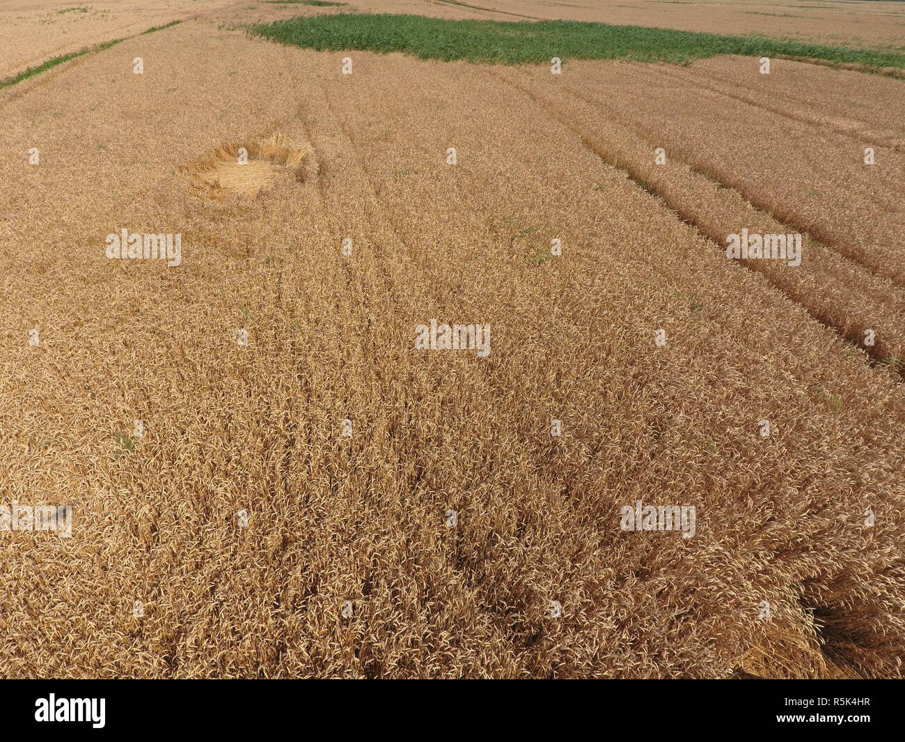 field of wheat, a top view Stock Photo - Alamy