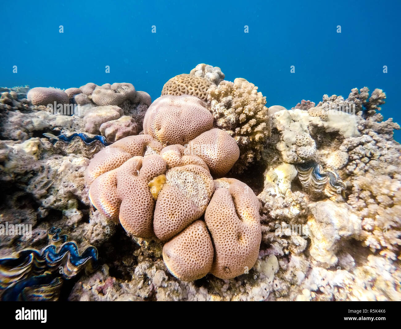 Coral garden in red sea, Marsa Alam, Egypt Stock Photo - Alamy