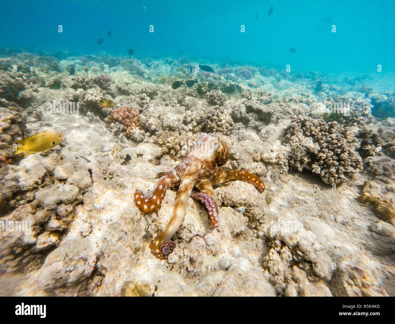 Common octopus on coral reef hi-res stock photography and images - Alamy