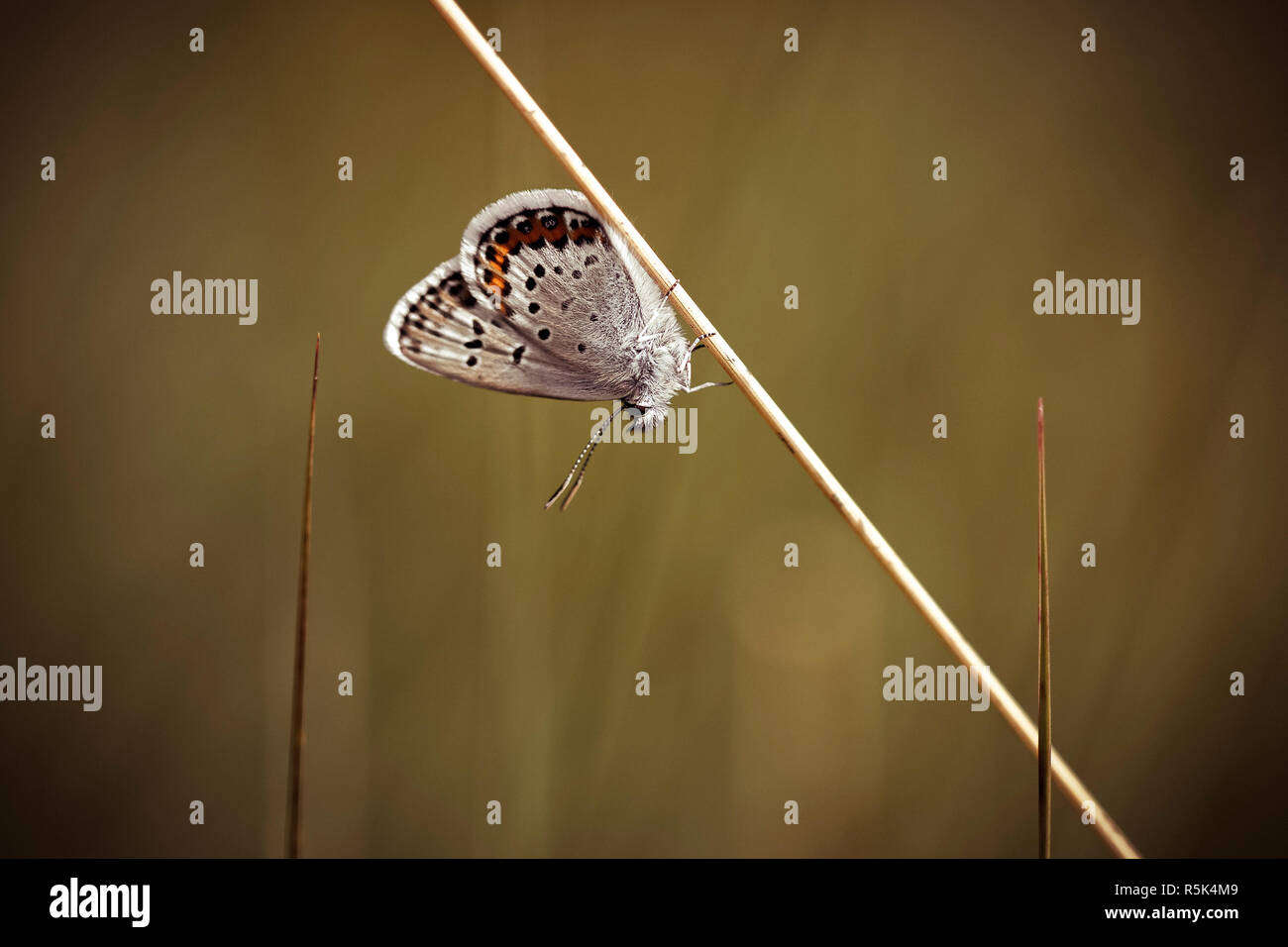 hauhechel-blÃ¤uling - resting Stock Photo - Alamy