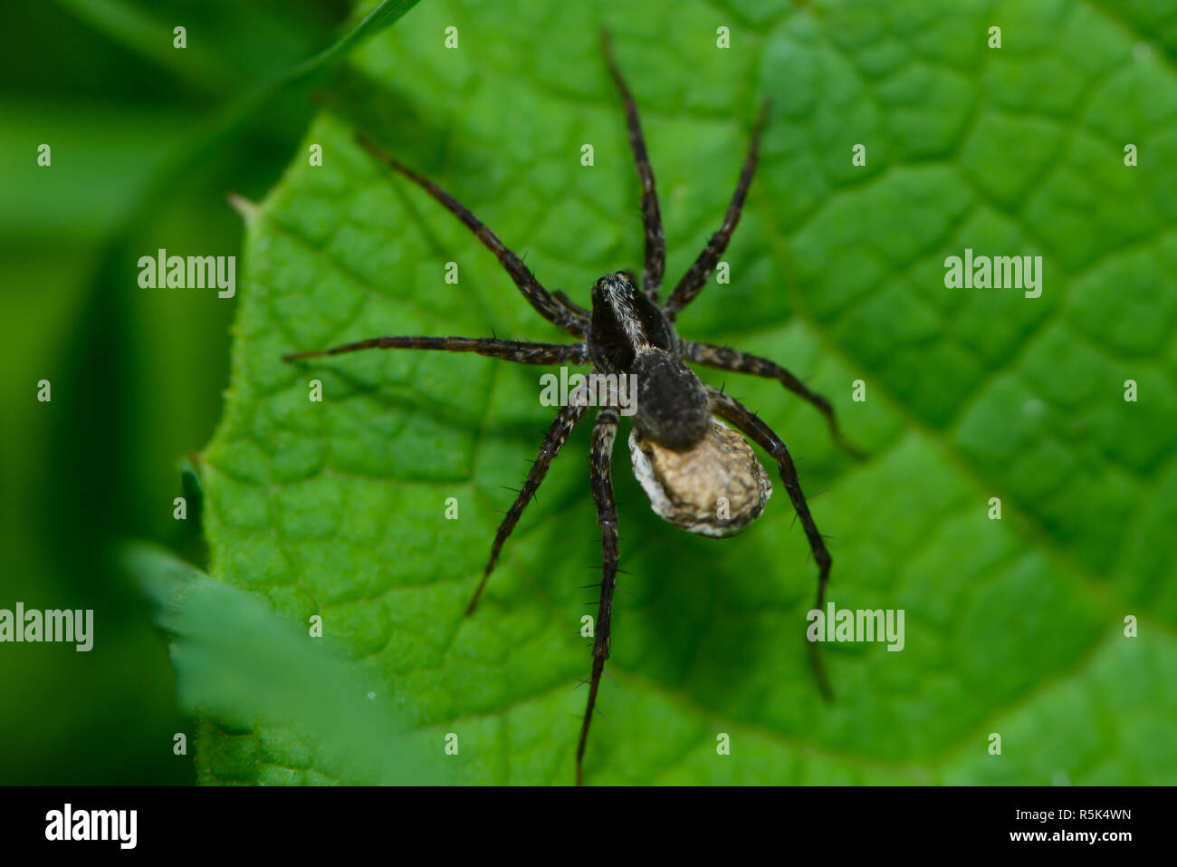 hunting spider with cocoon Stock Photo - Alamy