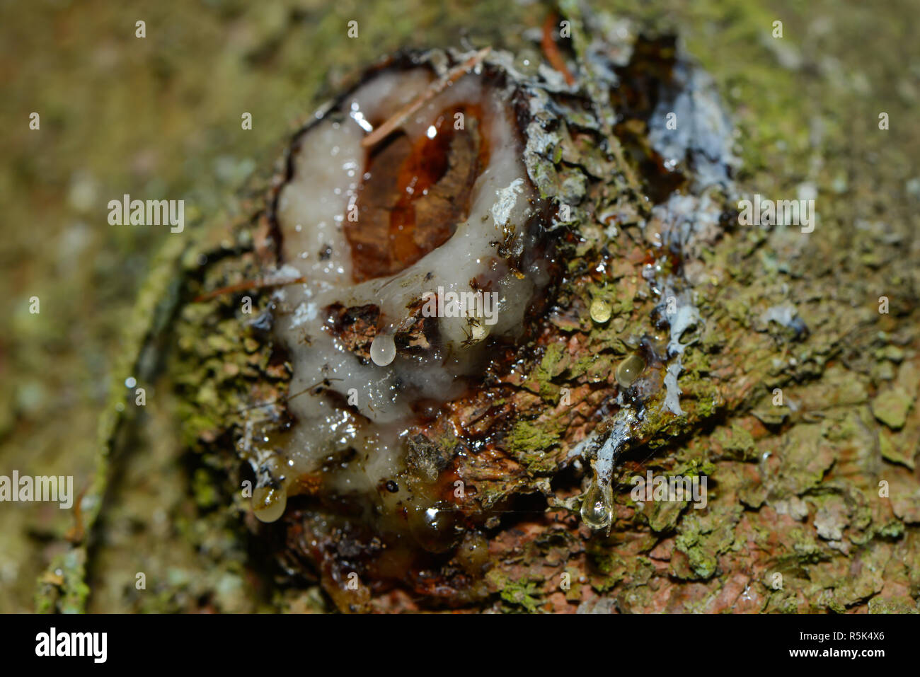 Insect wound hi-res stock photography and images - Alamy