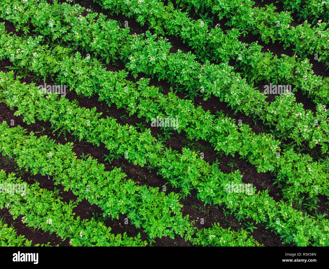Aerial drone view to beds of green ripening potatoes bushes. Country ...
