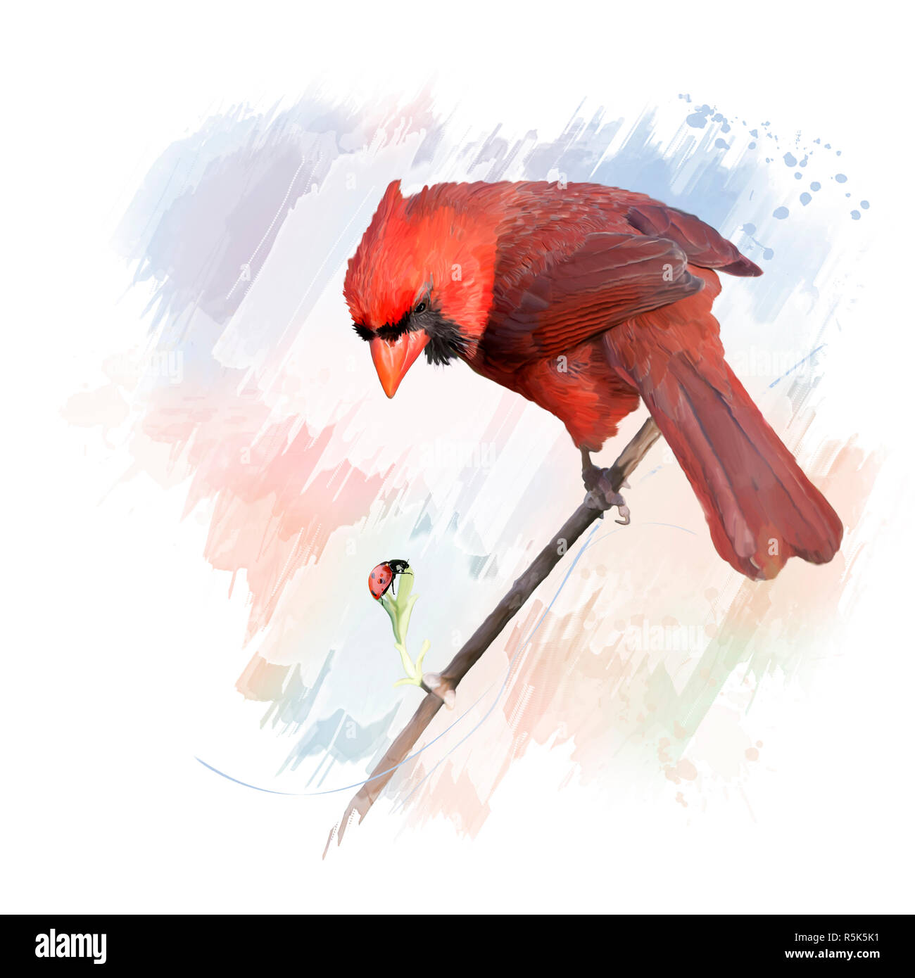 Male Northern Cardinal watercolor Stock Photo - Alamy