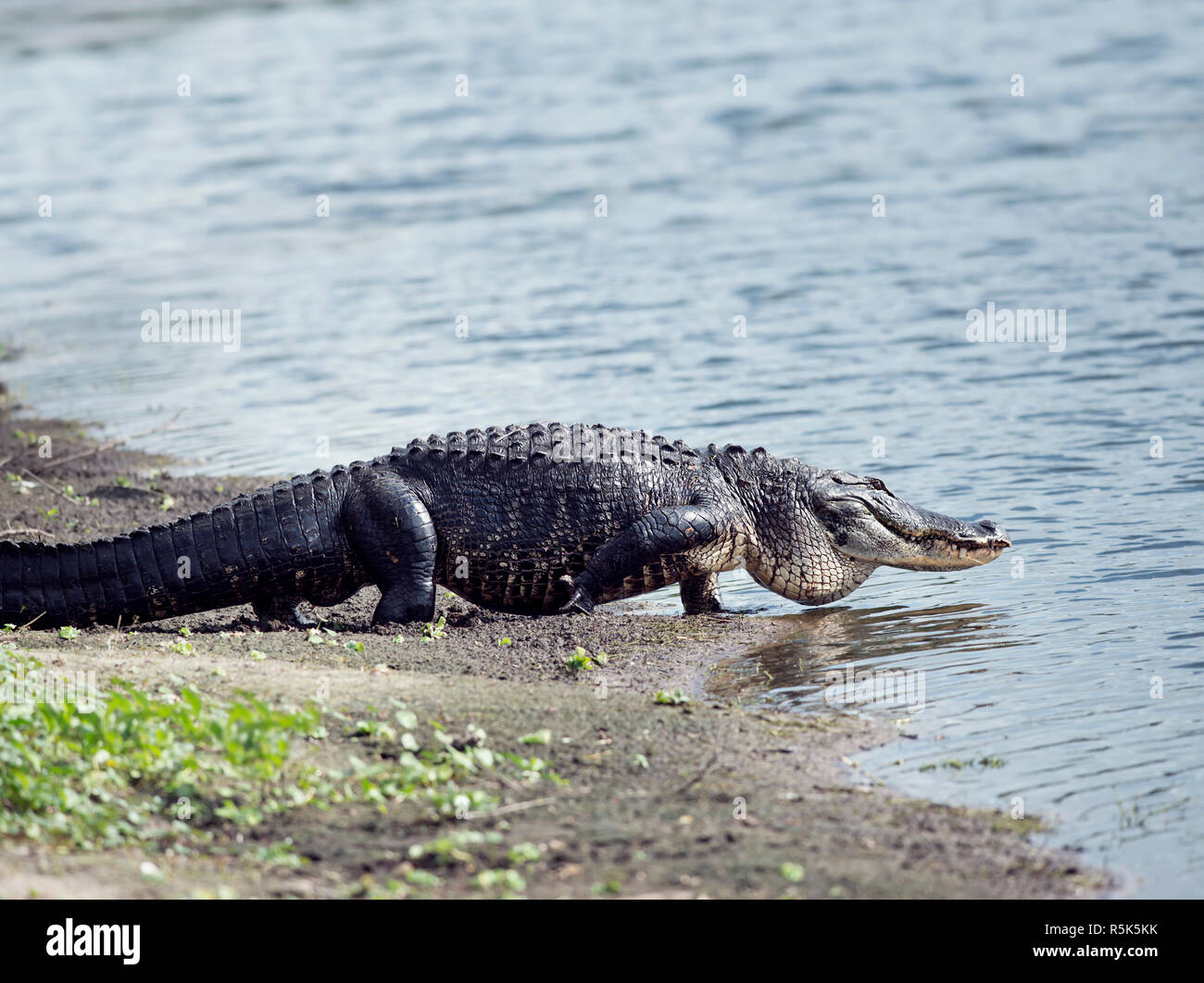 Alligator walk hi-res stock photography and images - Alamy