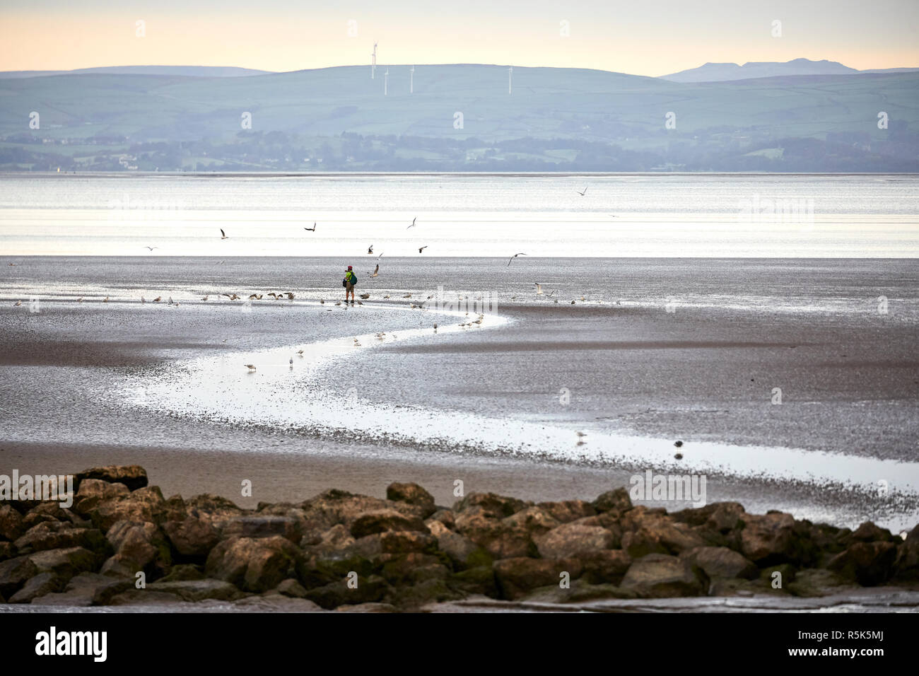 Morecambe Bay is a large estuary in Lancashire, a man feeds the ...