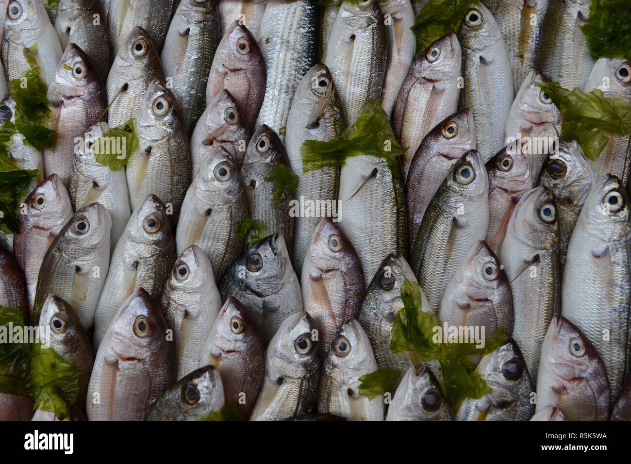 Scombroid hi-res stock photography and images - Alamy