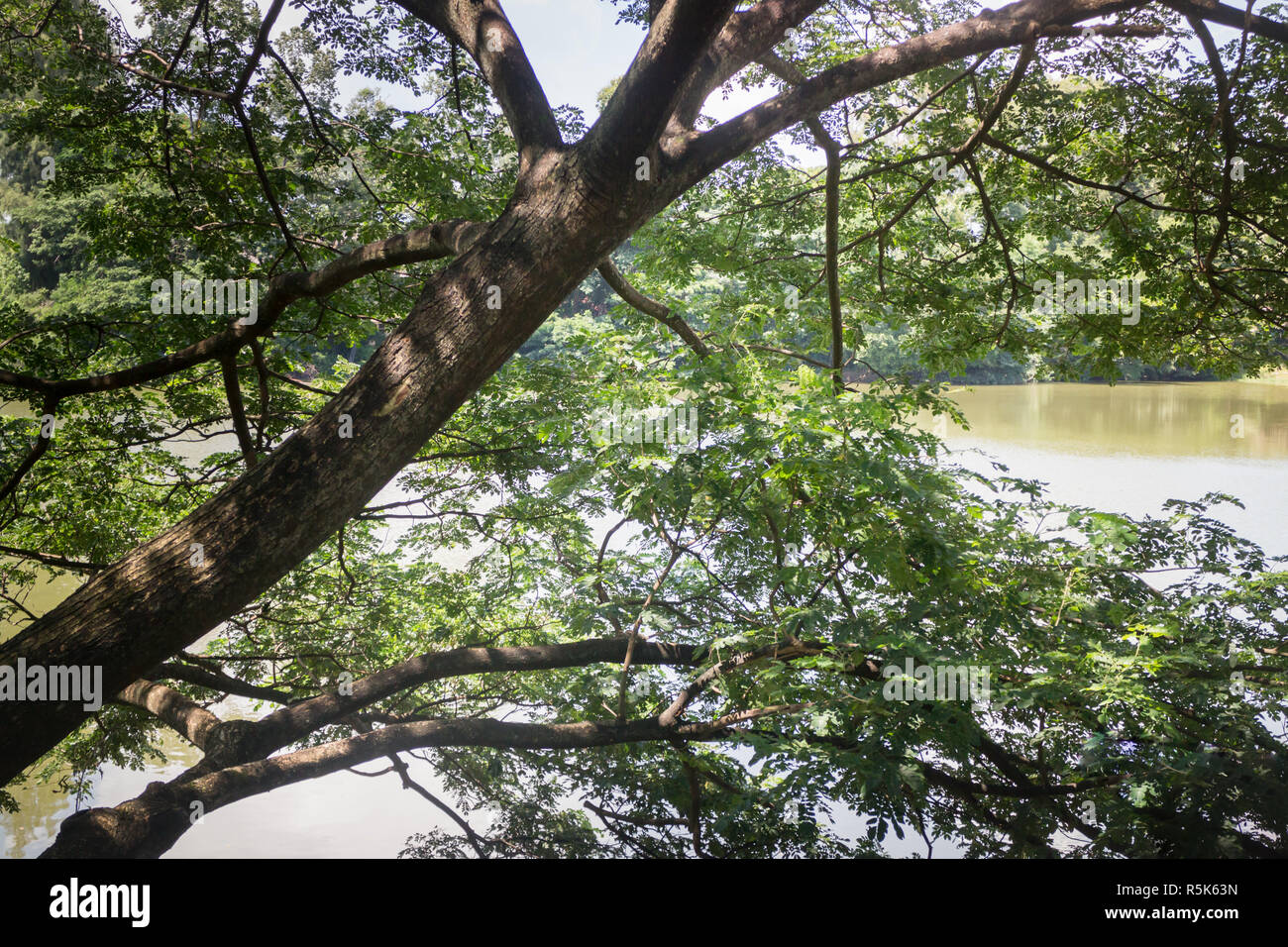 Big green tree in garden pond Stock Photo - Alamy