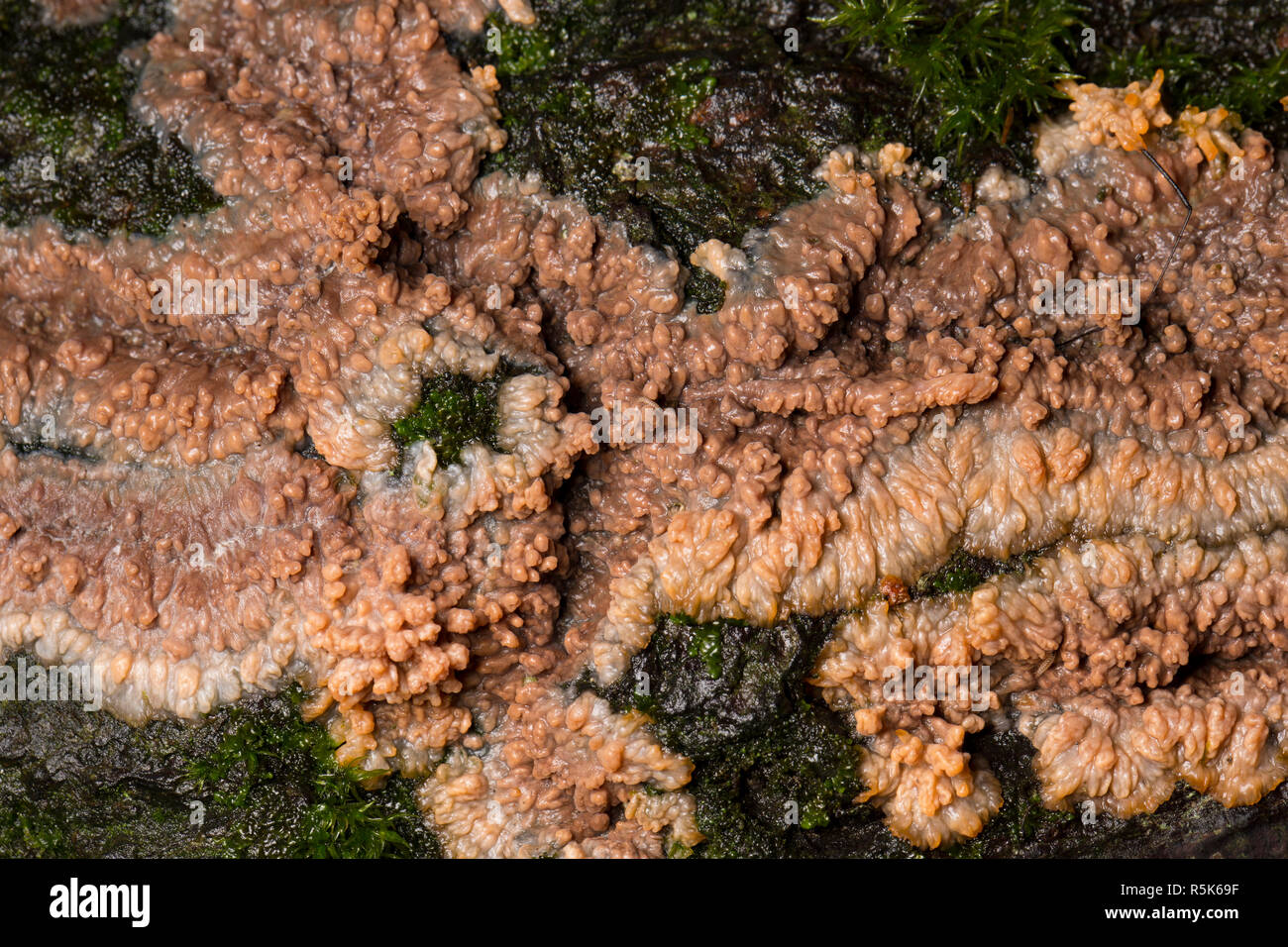 Wrinkled crust fungus, Phlebia radiata, growing on a fallen branch in ...