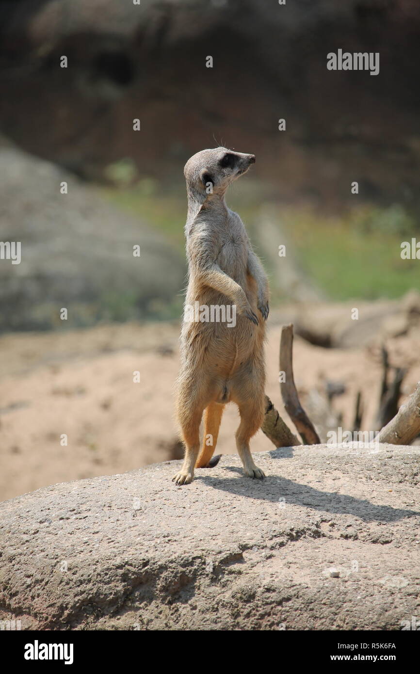 Suricata suricatta iona hi-res stock photography and images - Alamy