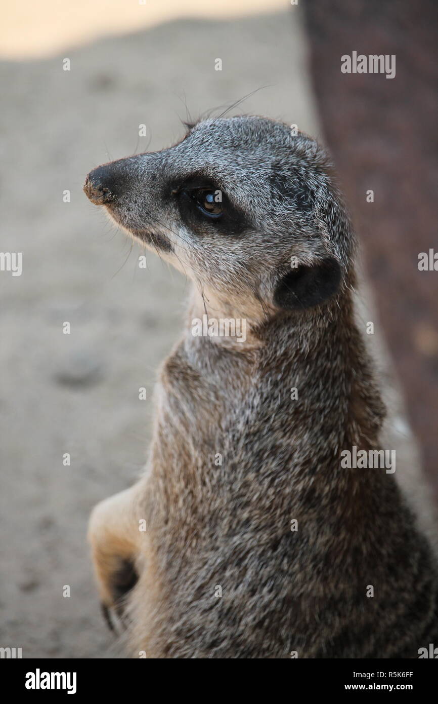 Feliformia hi-res stock photography and images - Alamy