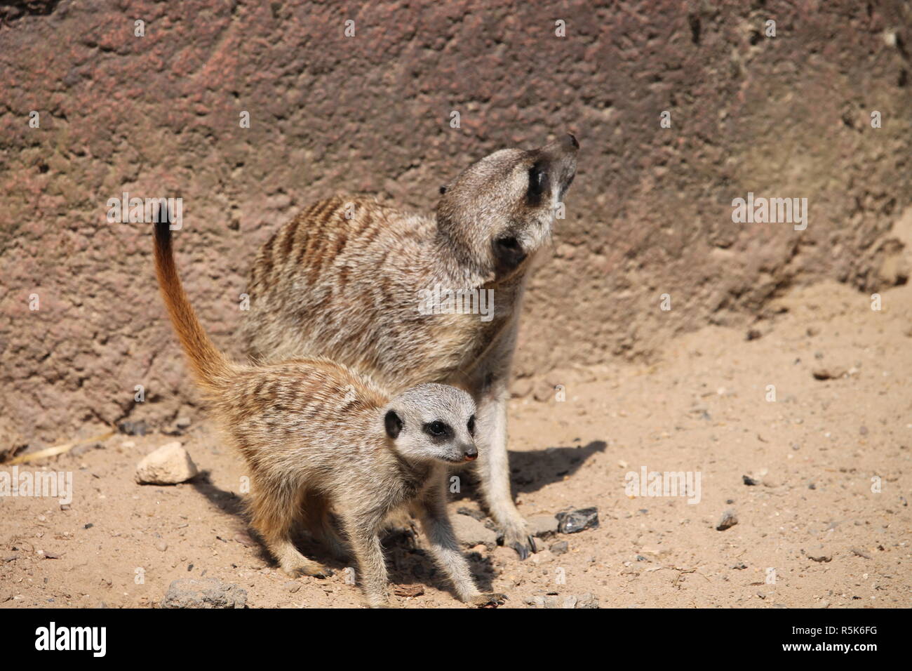 Suricata suricatta suricatta hi-res stock photography and images - Alamy