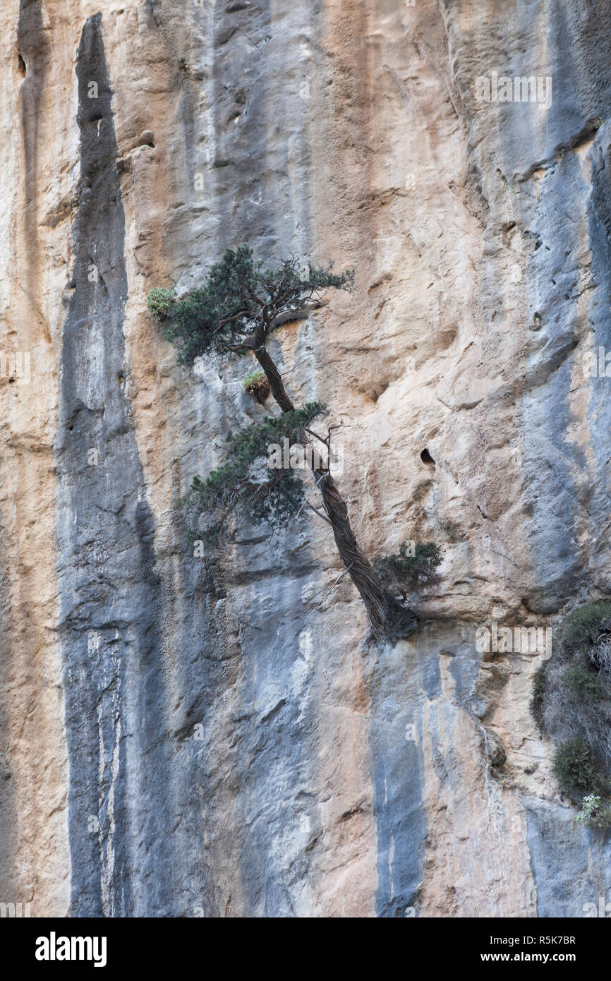 tree grows out of a rock Stock Photo - Alamy