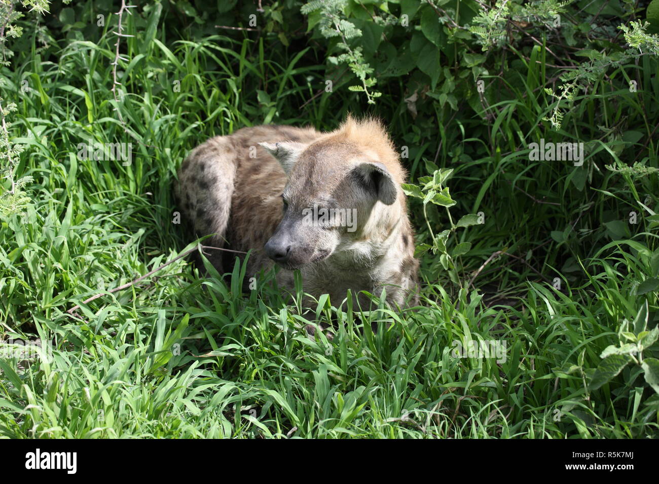 Hyena Kenya Africa savannah wild animal mammal Stock Photo - Alamy