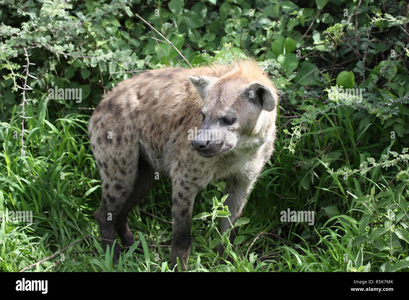 Hyena Kenya Africa savannah wild animal mammal Stock Photo - Alamy