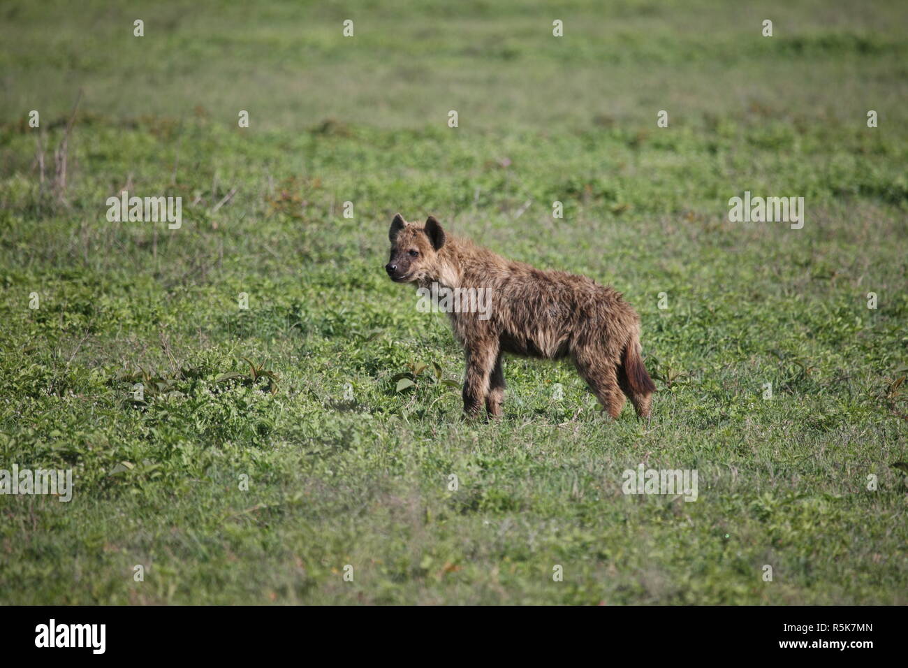 Hyena Kenya Africa savannah wild animal mammal Stock Photo - Alamy