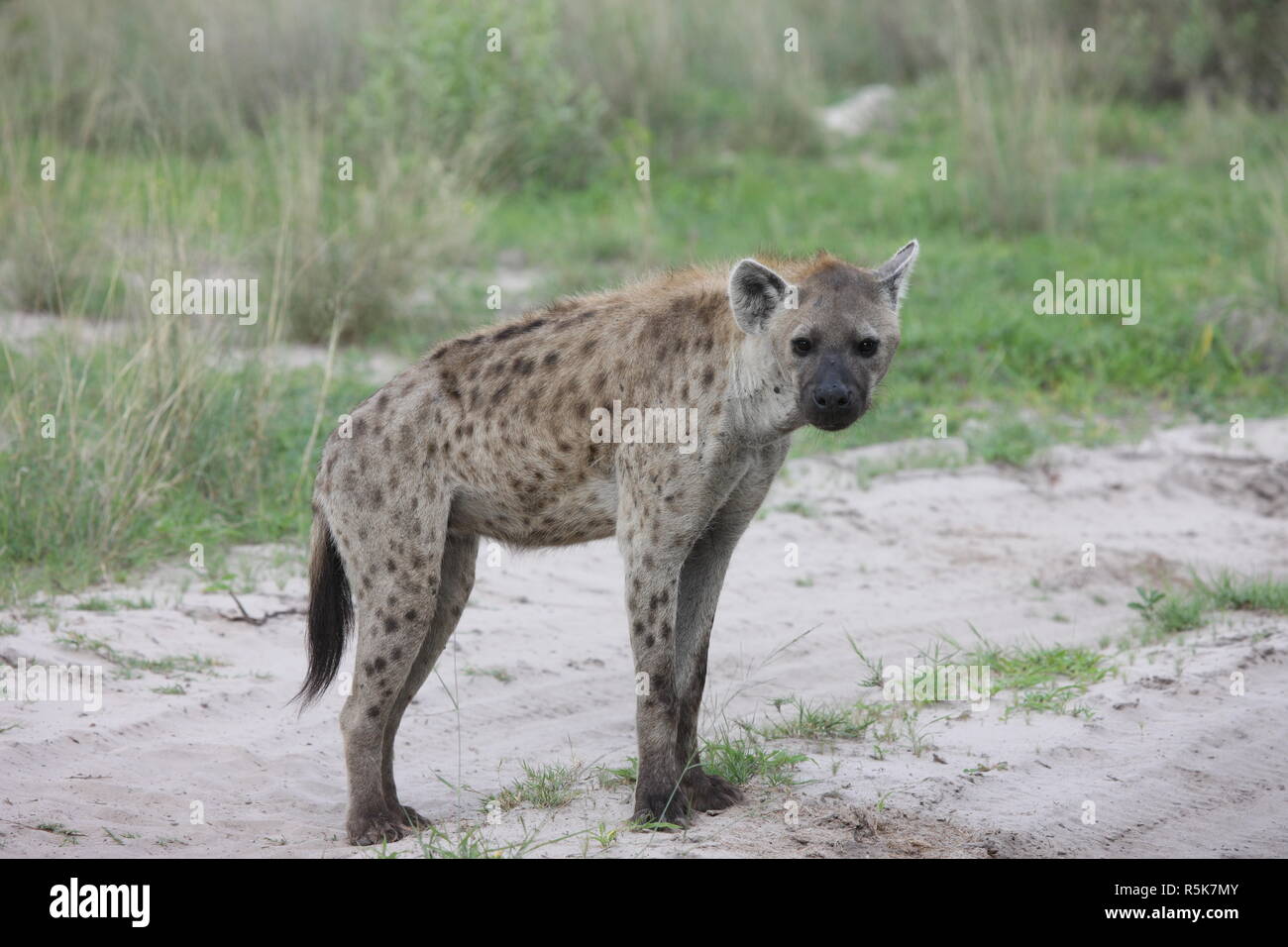 Hyena Kenya Africa savannah wild animal mammal Stock Photo - Alamy
