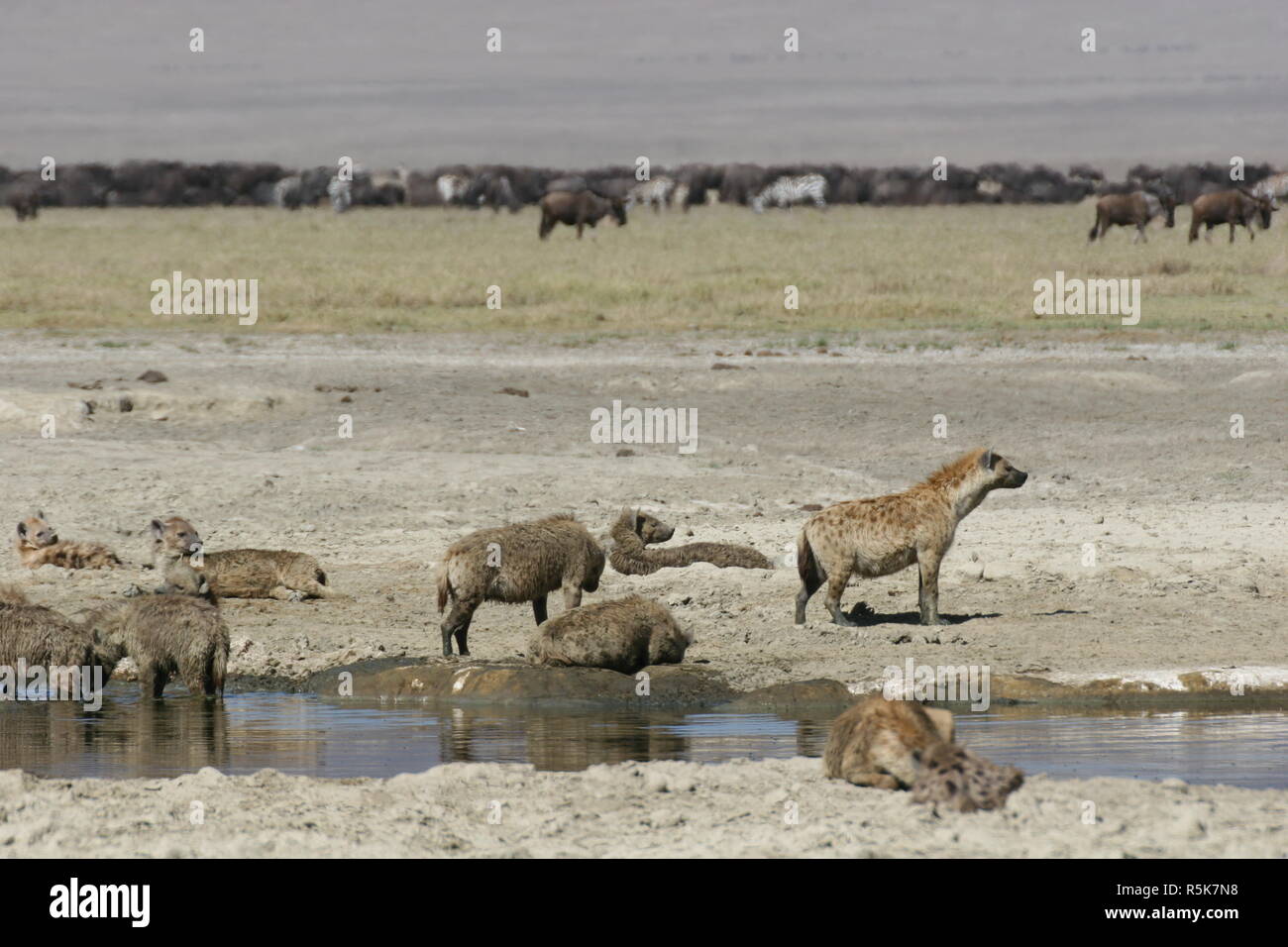 Hyena Kenya Africa savannah wild animal mammal Stock Photo - Alamy