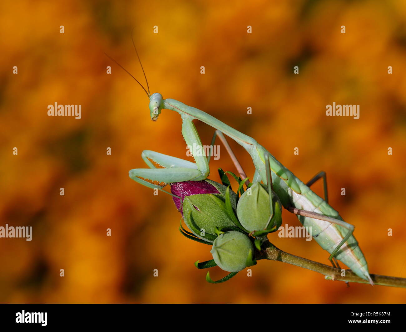 indian mantis - hierodula membranacea Stock Photo - Alamy
