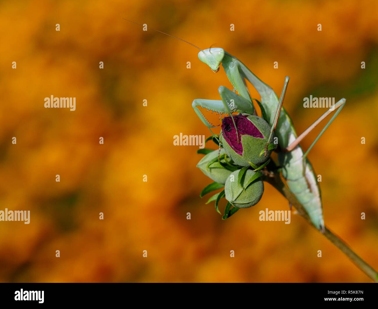 Hierodula membranacea hi-res stock photography and images - Alamy