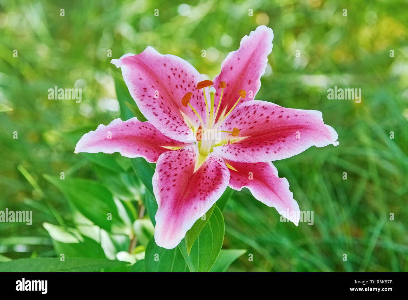 Lily flower over hi-res stock photography and images - Alamy
