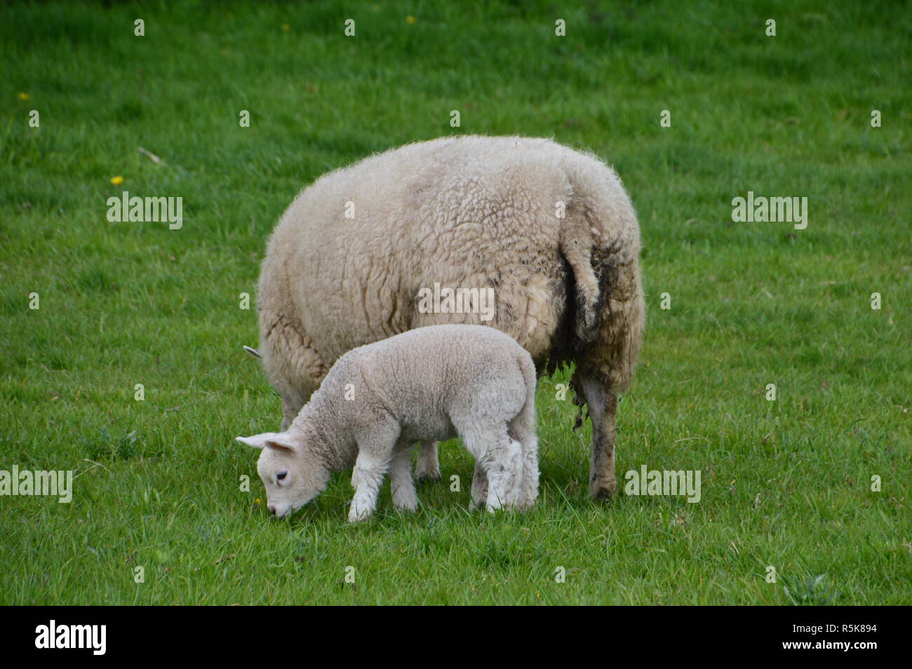 Mother Sheep And Lamb Stock Photo - Alamy